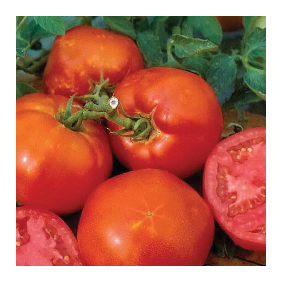 8101 Fruit Seed, Tomato Big Boy Hybrid, 15
