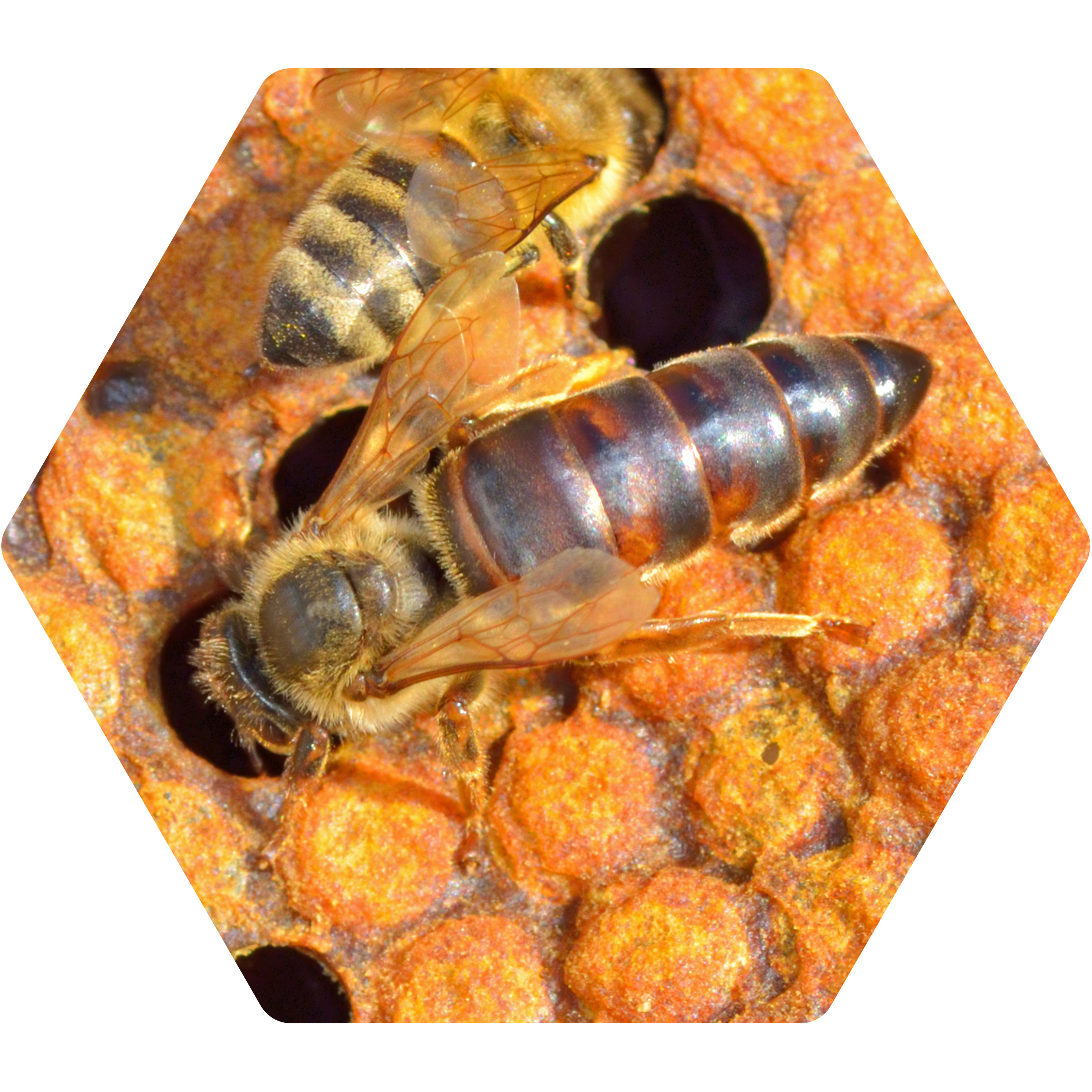 HARVEST LANE HONEY 3LBCARNIOLANBEE IFA100006409 | IFA