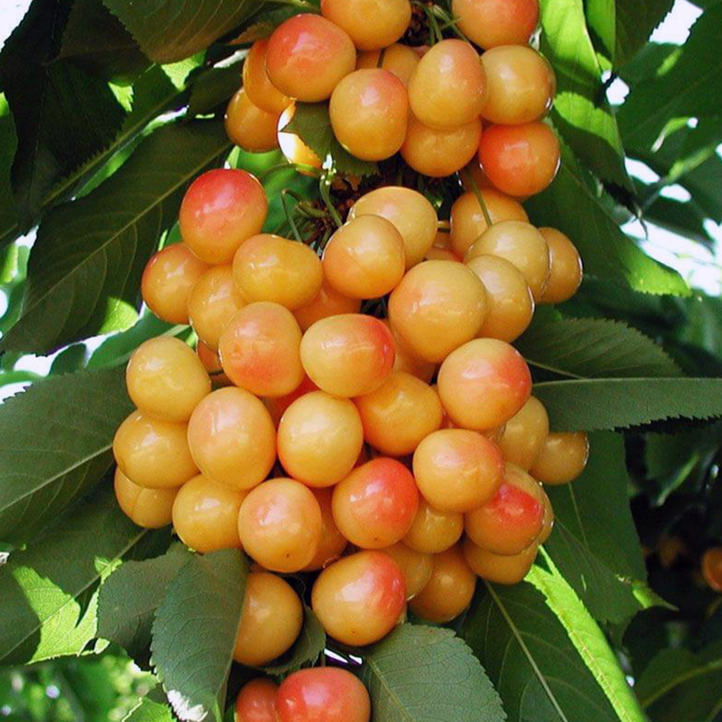 Rainier cherry tree store